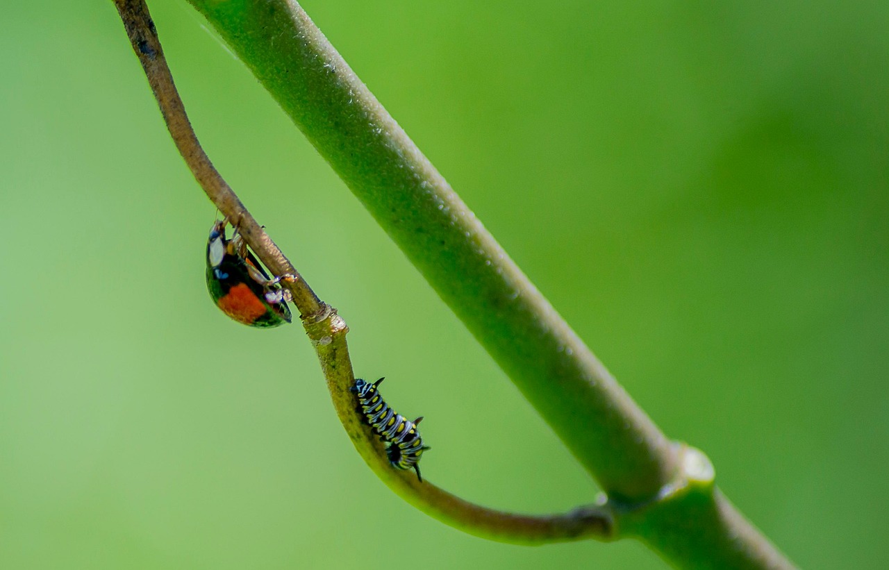 Insecto Entomología Fauna - Foto gratis en Pixabay - Pixabay