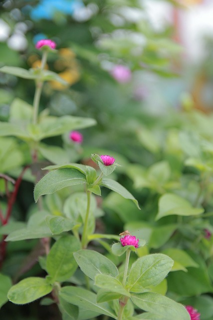 Bunga Pohon Daun-Daun - Foto gratis di Pixabay - Pixabay