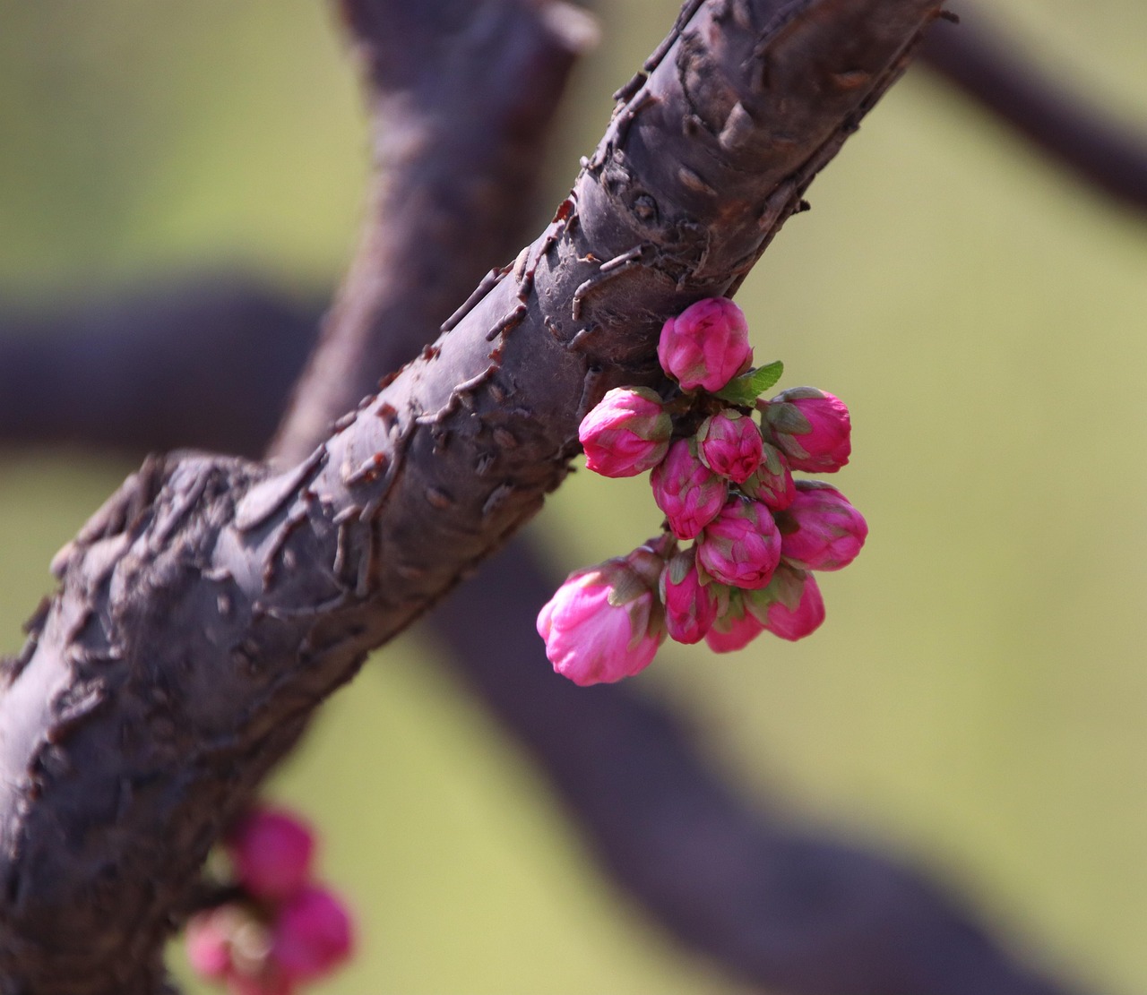 Peach Flower Buds Branch - Free photo on Pixabay - Pixabay
