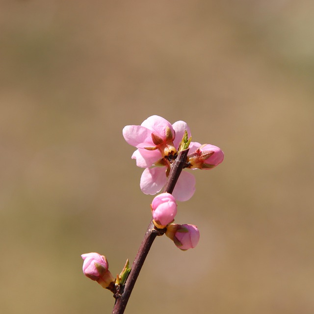 Fleur De Pêcher Bourgeons - Photo gratuite sur Pixabay - Pixabay