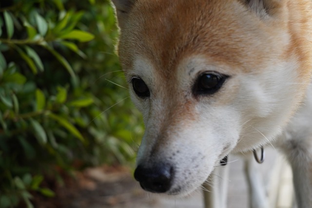 200+ Free Shiba & Shiba Inu Images - Pixabay