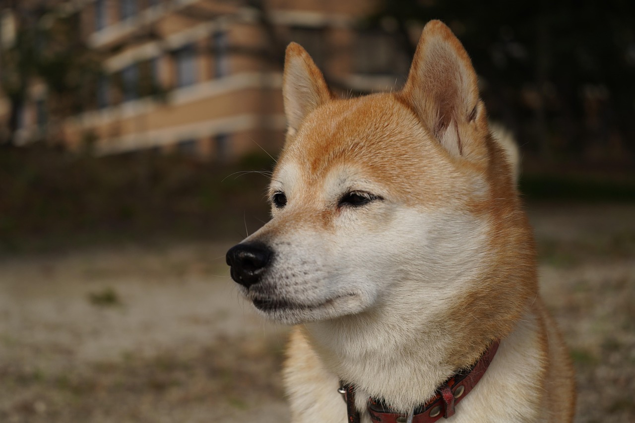 200+ Free Shiba Inu & Shiba Photos - Pixabay