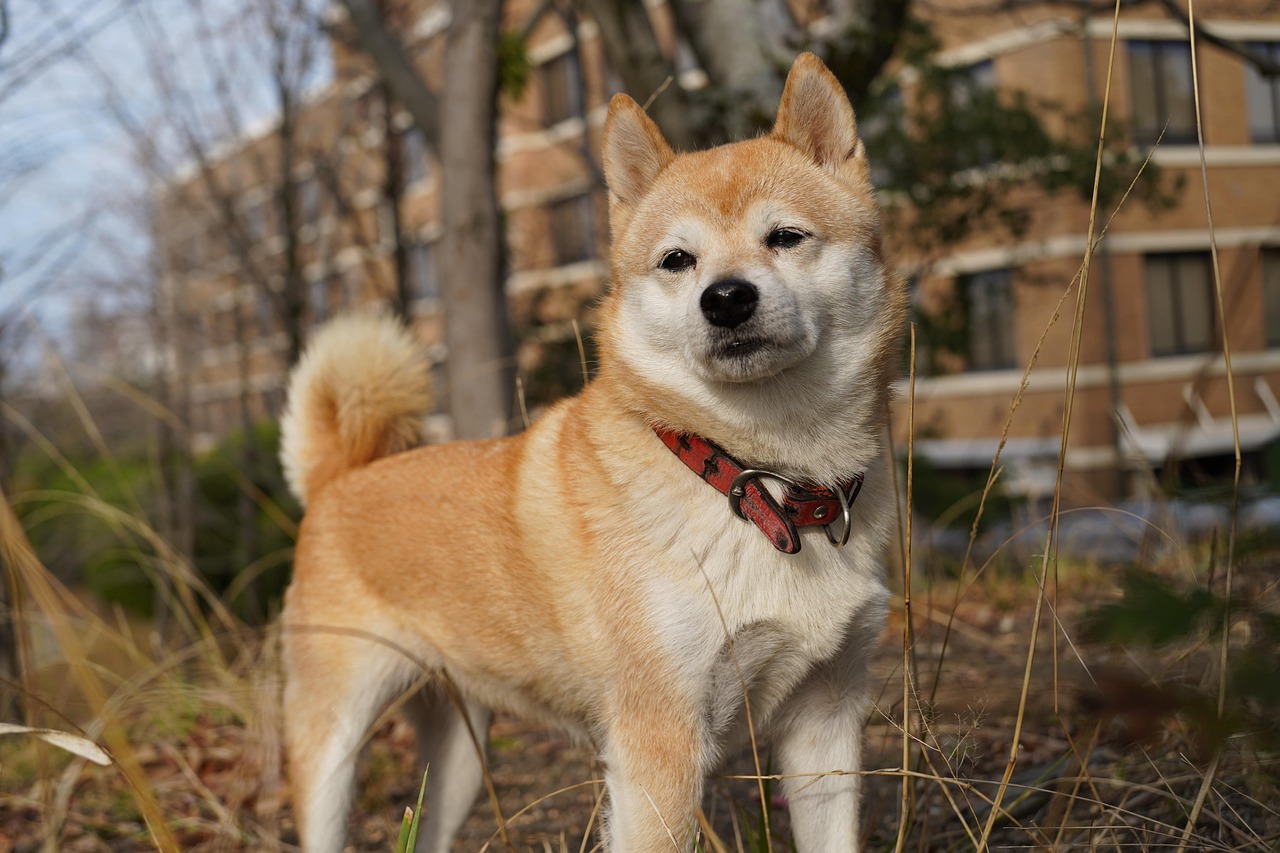 300+ Free Shiba Inu & Shiba Images - Pixabay