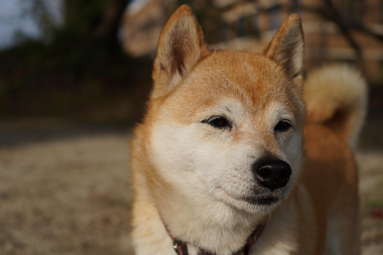 200+ Free Shiba Inu & Shiba Photos - Pixabay