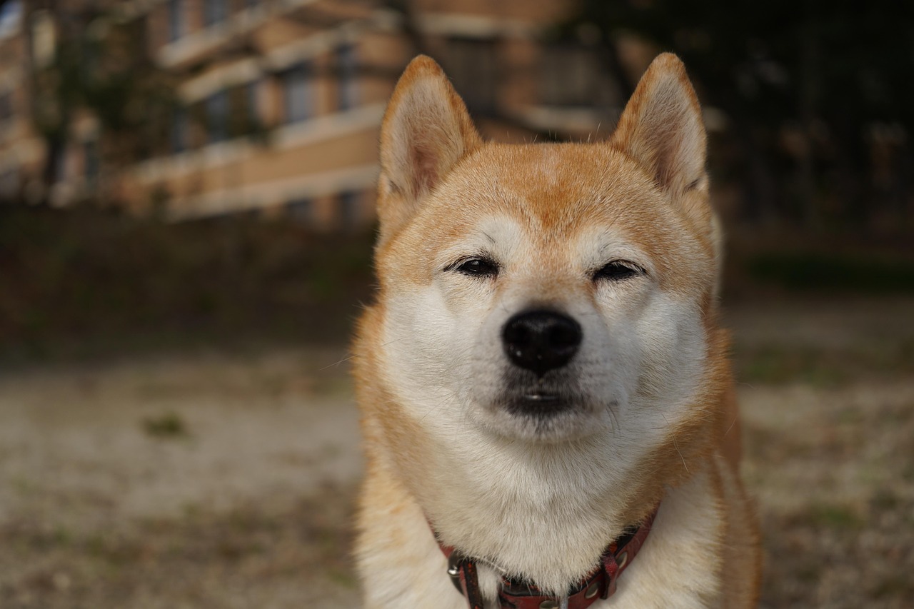 200+ Free Shiba Inu & Shiba Photos - Pixabay