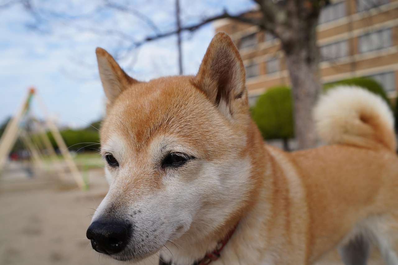 200+ Free Shiba-Inu & Shiba Inu Images - Pixabay