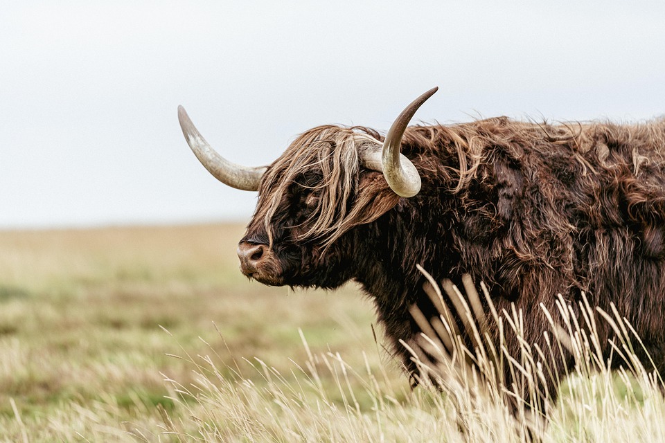 Gado Das Terras Altas Vaca Animal - Foto gratuita no Pixabay