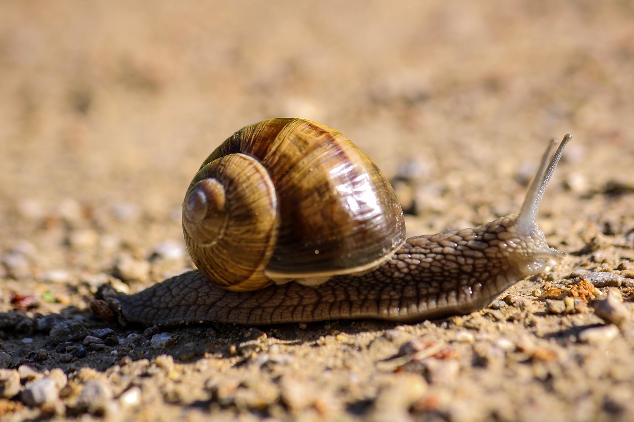 Snail Shell Vineyard - Free photo on Pixabay - Pixabay