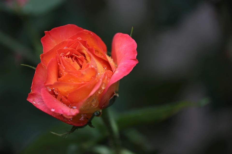 Rosa Alinka Roja Capullo - Foto gratis en Pixabay