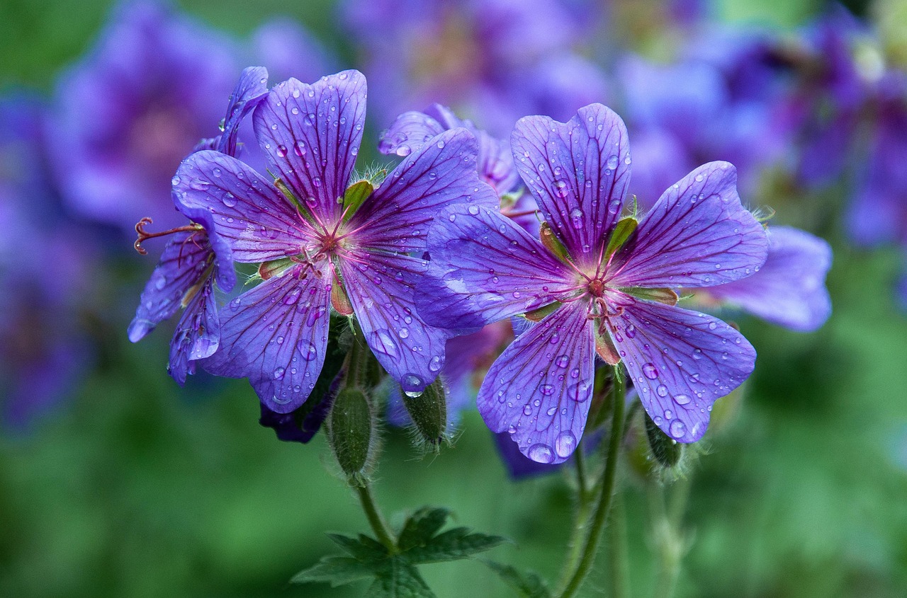 Fleur Geranium Flore - Photo gratuite sur Pixabay - Pixabay