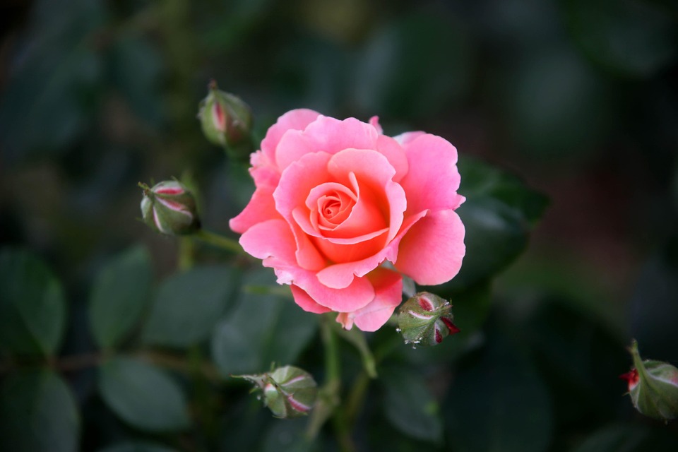 Flower Rose Pink - Free photo on Pixabay
