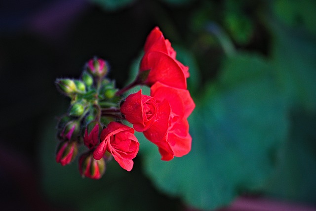 Rode Bloemen Geranium - Gratis foto op Pixabay - Pixabay