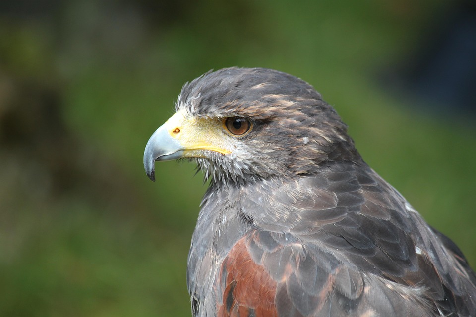 Bird Raptor Animal Close - Free photo on Pixabay - Pixabay