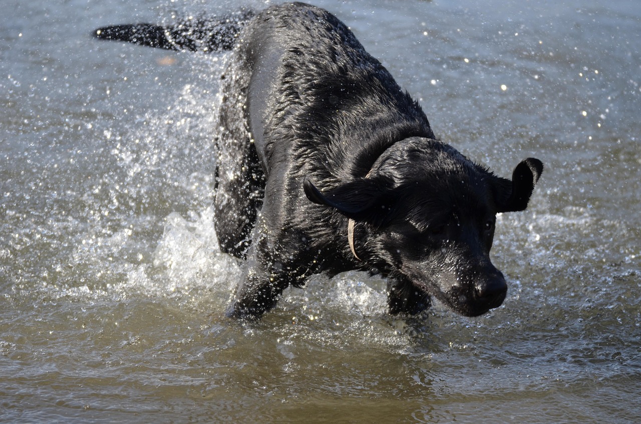 Labrador Chien Nageant L'Eau - Photo gratuite sur Pixabay - Pixabay
