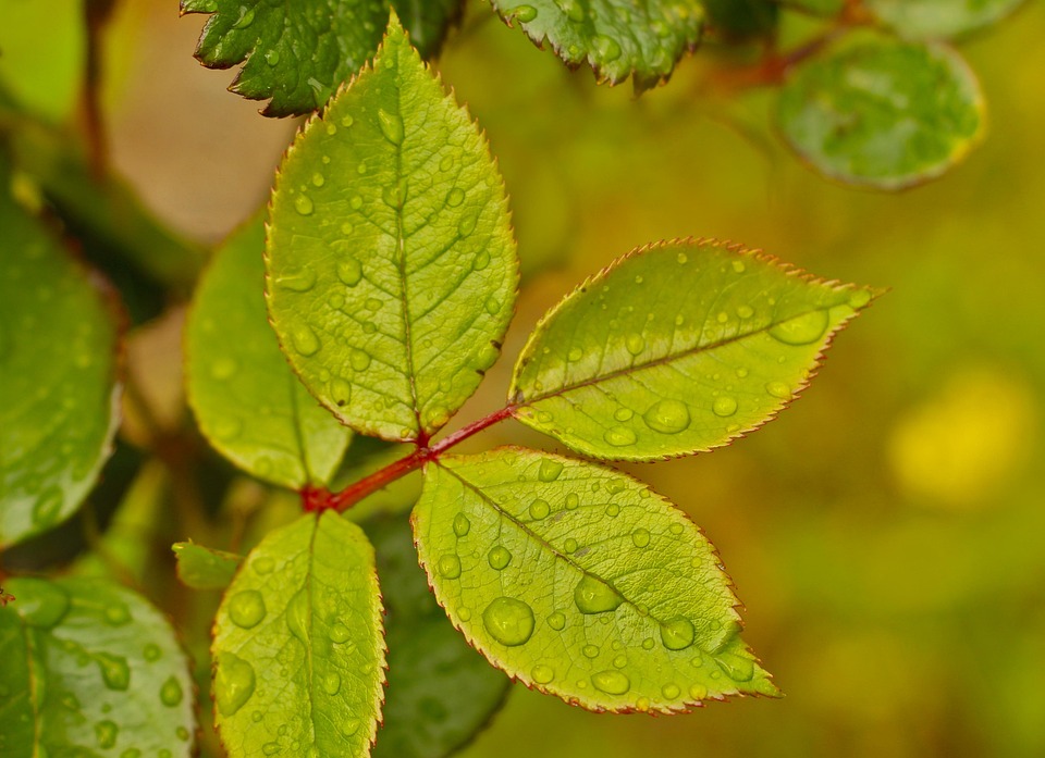 Leaves Garden Foliage - Free photo on Pixabay