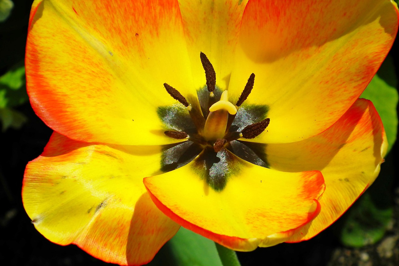 Bunga Tulp Kebun - Foto gratis di Pixabay - Pixabay