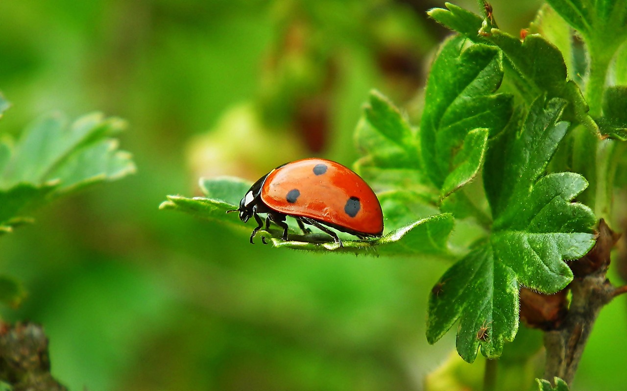 Insect Ladybug Ladybird Beetle - Free photo on Pixabay - Pixabay