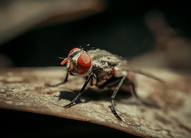 Fly Insect Entomology Close - Free photo on Pixabay - Pixabay