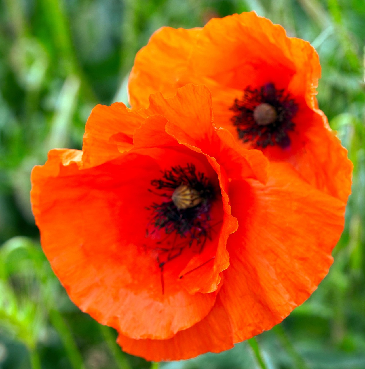 Poppies Orange Blossom - Free photo on Pixabay - Pixabay