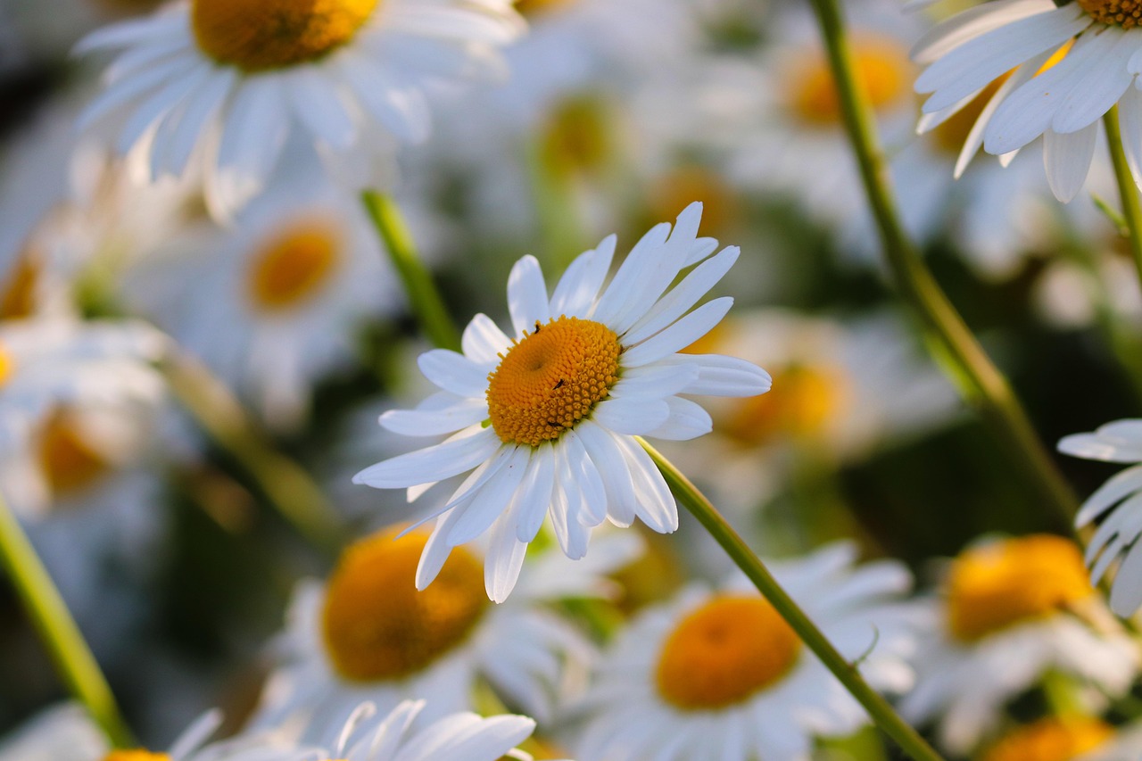 Marguerite Wild Daisy Composites - Free photo on Pixabay - Pixabay