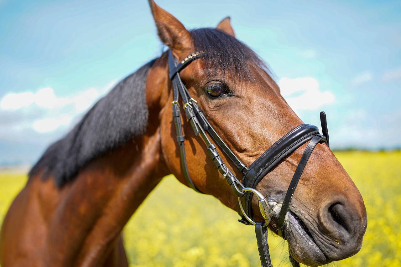 Cheval Animaux De Ferme Ranch - Photo gratuite sur Pixabay - Pixabay