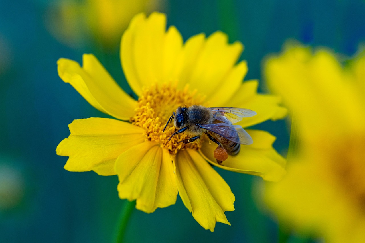 Flor Abeja Polinización - Foto gratis en Pixabay - Pixabay