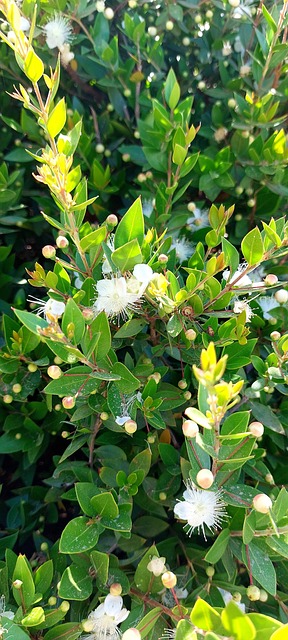 Flores Branco Verde - Foto gratuita no Pixabay - Pixabay