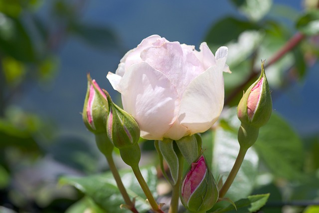 Blume Rose Knospe - Kostenloses Foto auf Pixabay - Pixabay