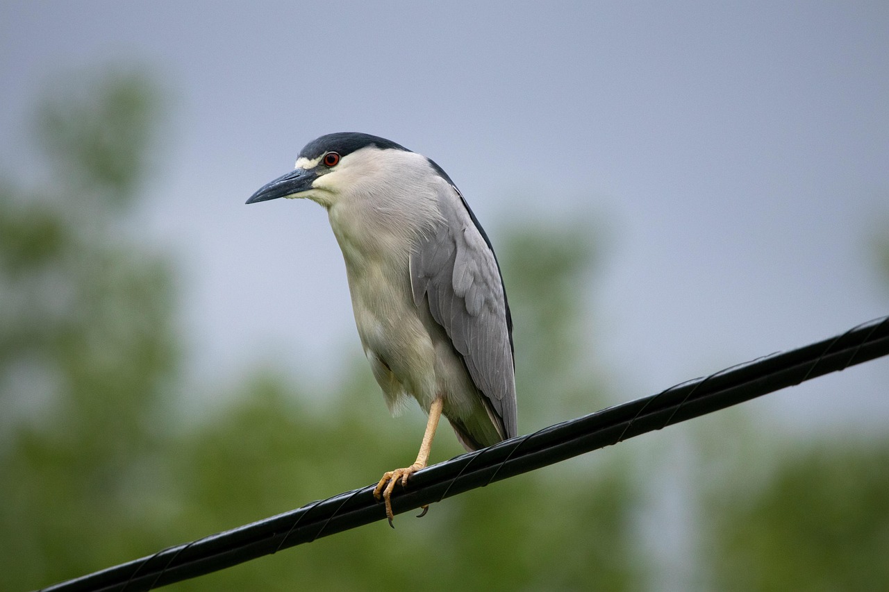 Night Heron Bird Ornithology - Free photo on Pixabay