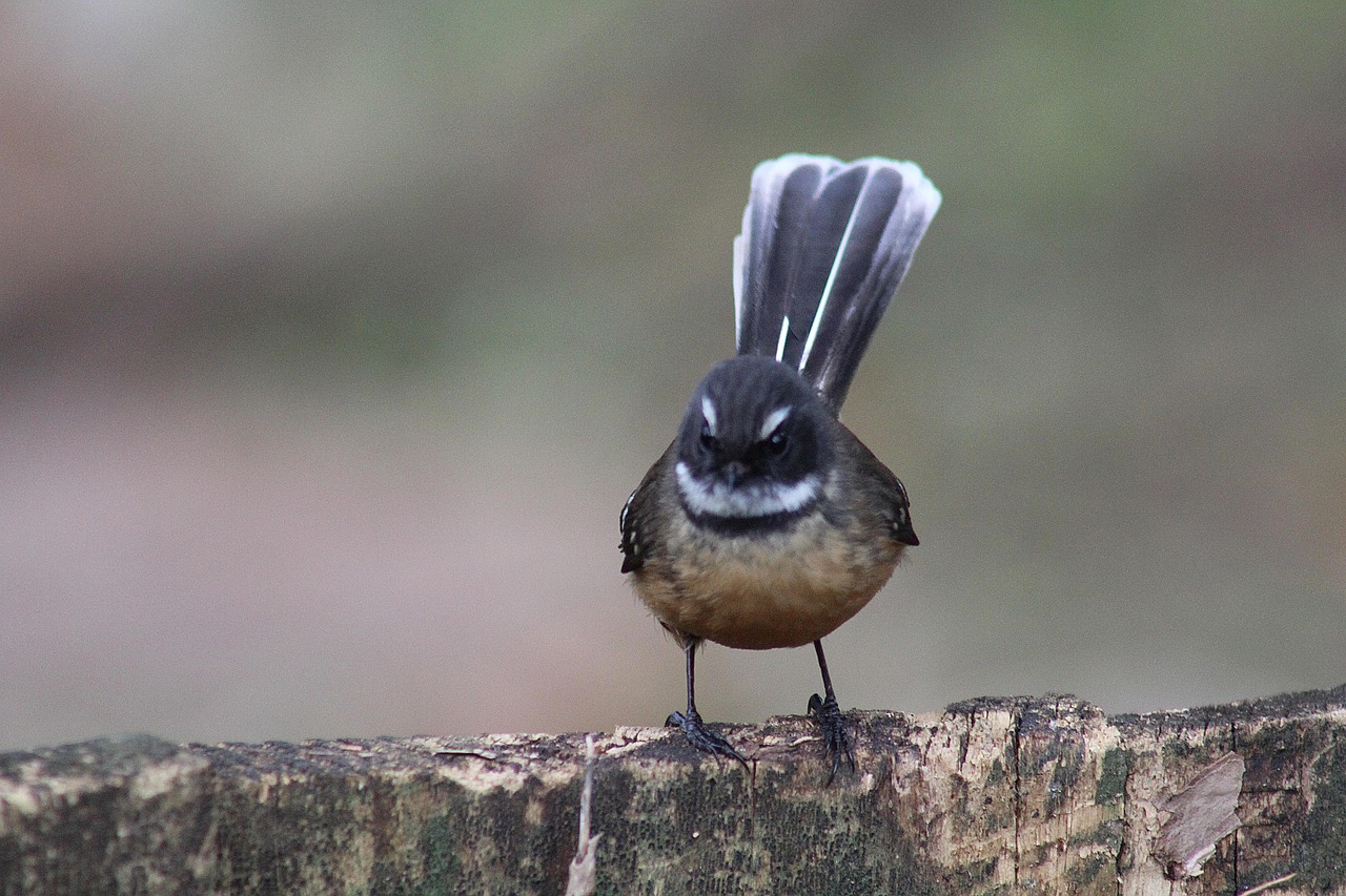 Fantail Bird Fence - Free photo on Pixabay - Pixabay