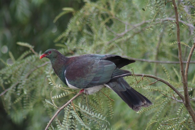 Kererū Bird Animal Wood - Free photo on Pixabay