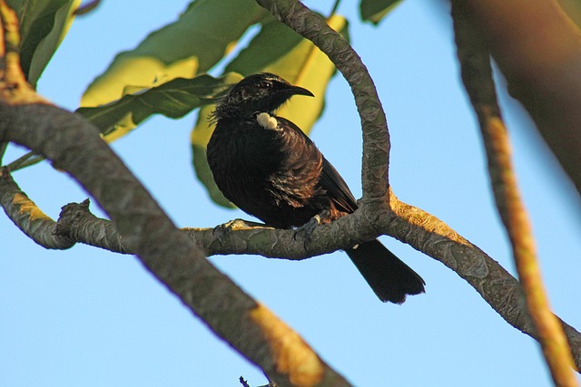 Tui Pássaro Animal Animais - Foto gratuita no Pixabay - Pixabay