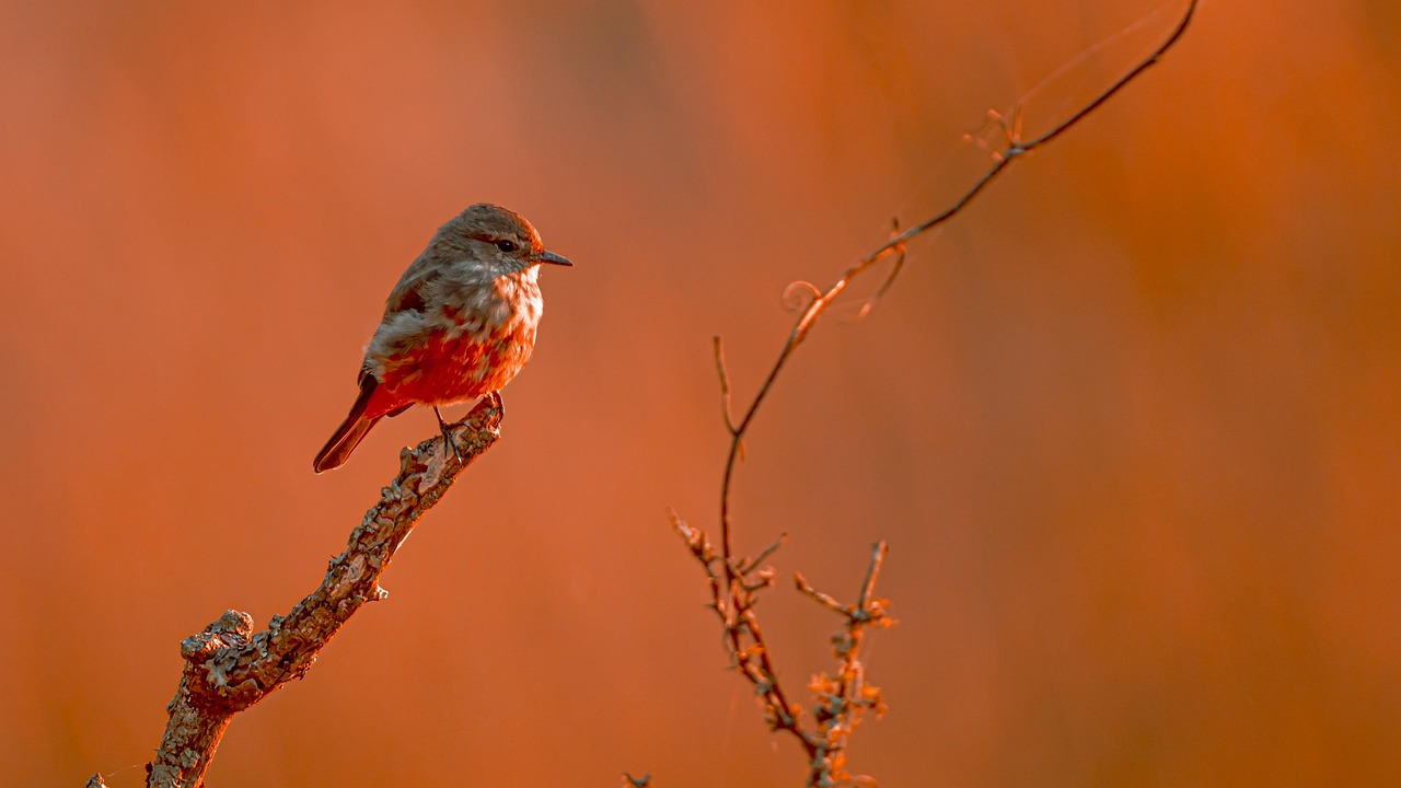 Vermilion Flycatcher Bird Animal - Free photo on Pixabay - Pixabay