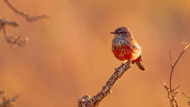 Vermilion Flycatcher Bird Animal - Free photo on Pixabay - Pixabay