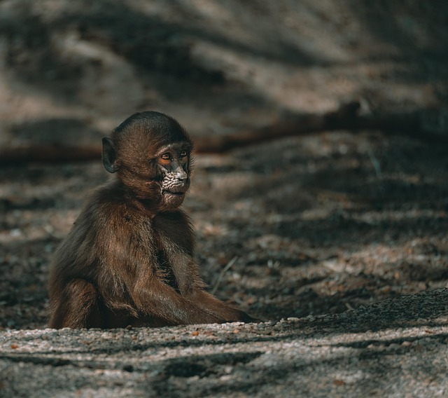 Baby Monkey Primate - Free photo on Pixabay - Pixabay
