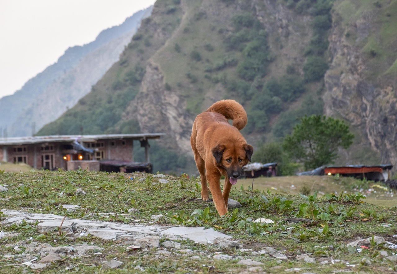 100+ Free Rural Dog & Dog Images - Pixabay