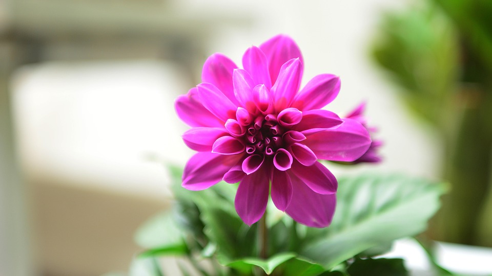Dahlia Roze Bloem - Gratis foto op Pixabay - Pixabay