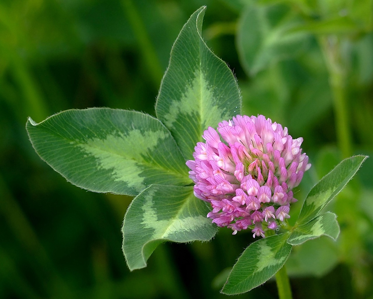50,000+ Free Four Leaf Clover Wallpaper & Clover Images - Pixabay