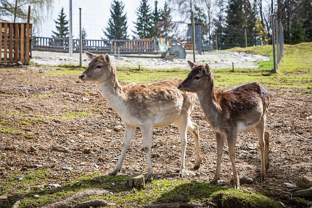 European Fallow Deer - Free photo on Pixabay