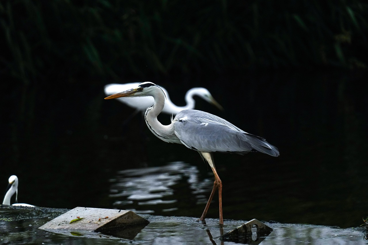Common Herons Birds River - Free photo on Pixabay - Pixabay