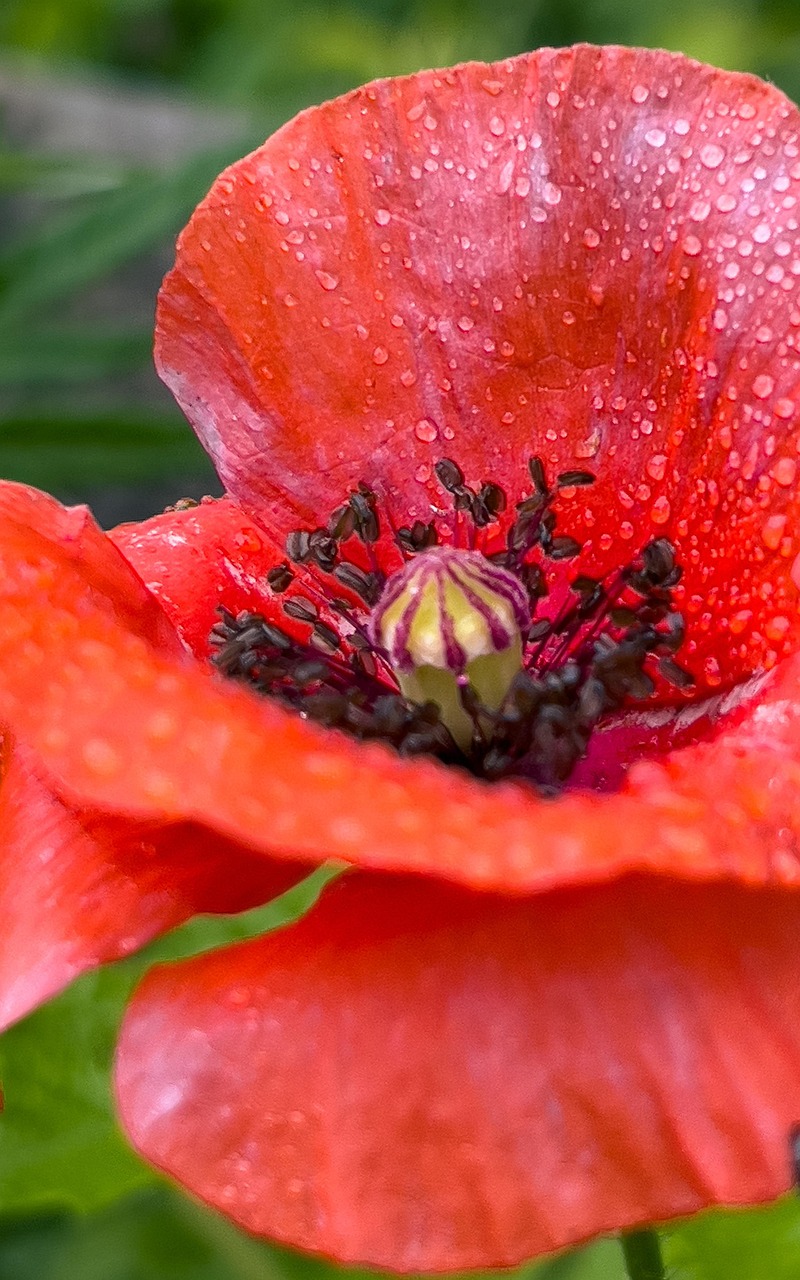 Mohn Roter Rote Blume - Kostenloses Foto auf Pixabay - Pixabay