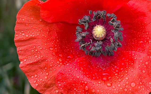 Papoula Flor Planta - Foto gratuita no Pixabay