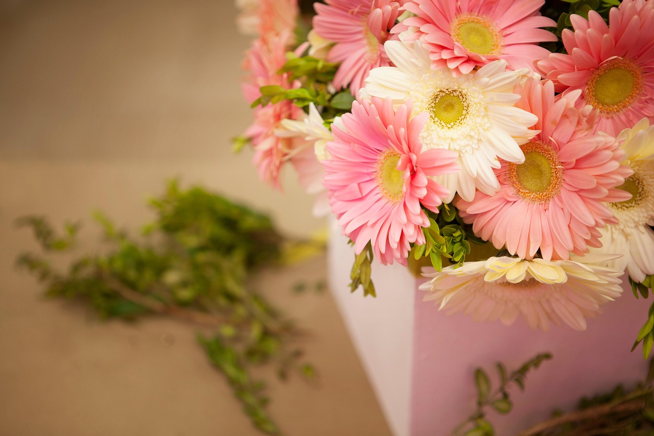 Gerbera Bunga Aster Transvaal - Foto gratis di Pixabay - Pixabay