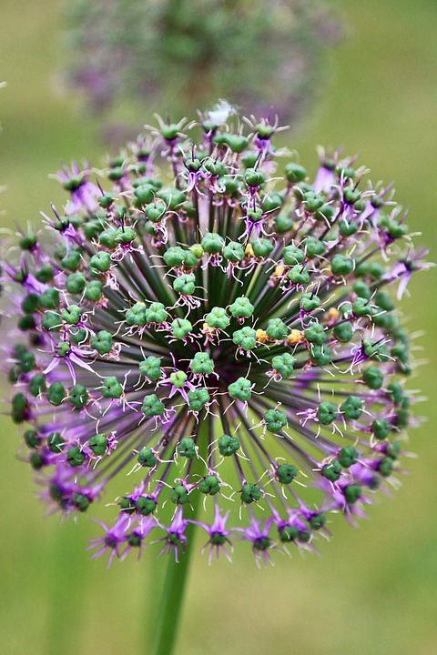 Ciboulette Fleur Plantes - Photo gratuite sur Pixabay
