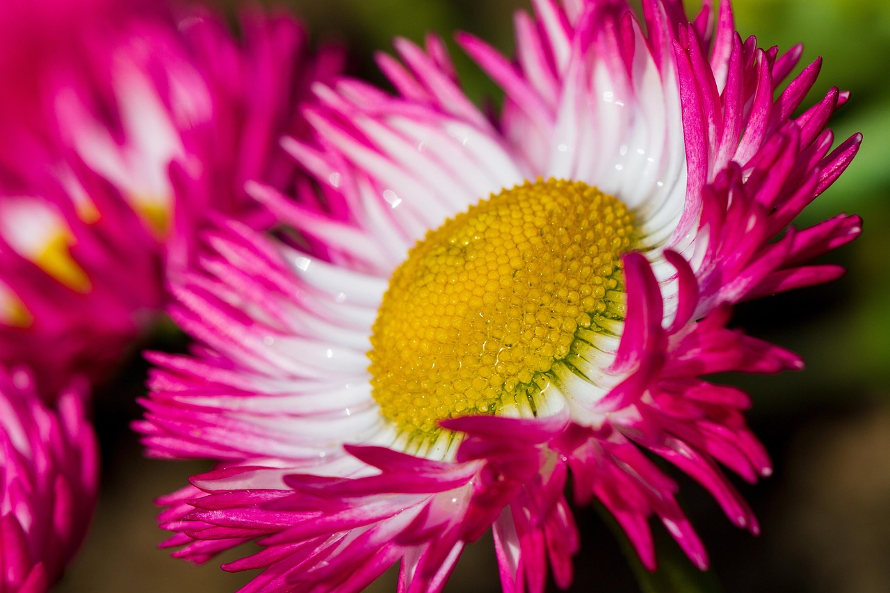 2,000+ Free Asters & Nature Photos - Pixabay