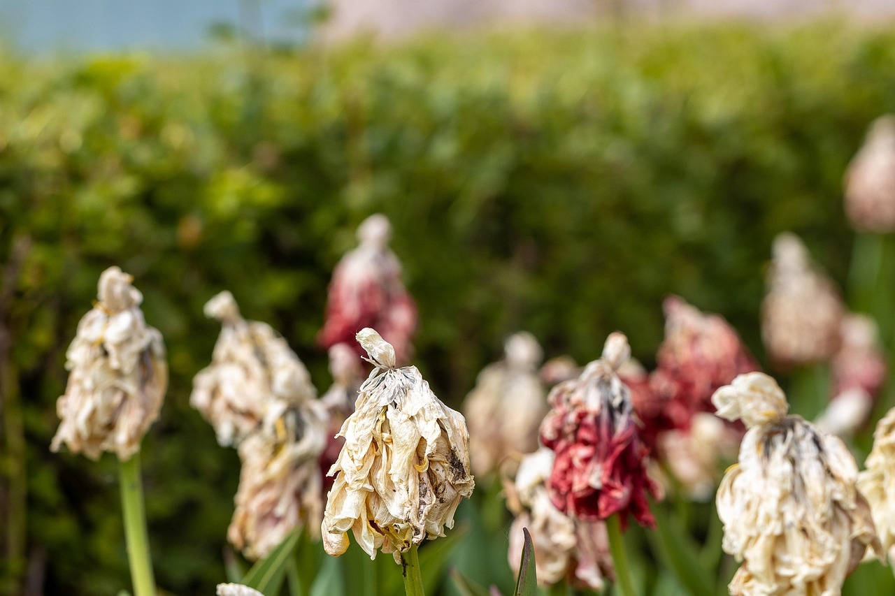 Tulips Wilted Flowers - Free photo on Pixabay