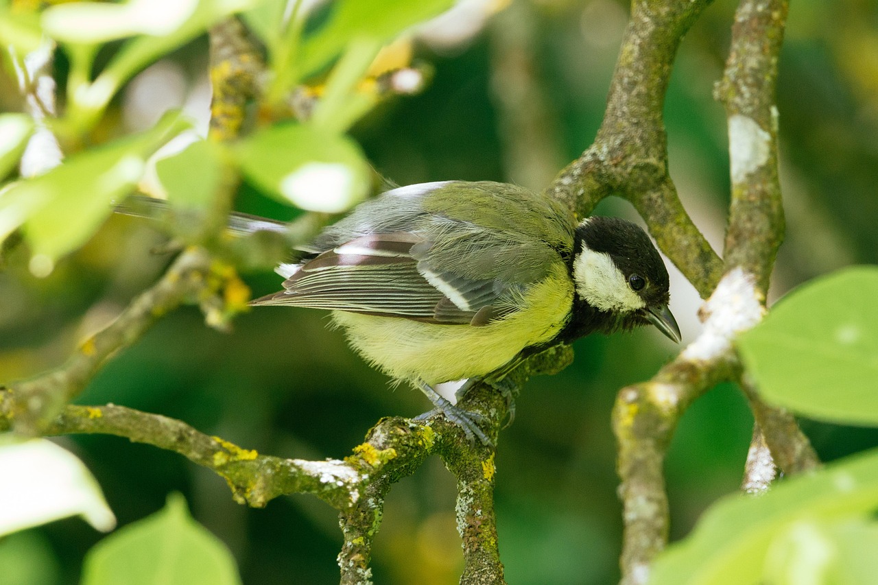 Great Tit Bird Free Photo On Pixabay Pixabay