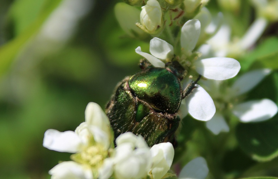 European Rose Chafer Beetle Insect - Free photo on Pixabay - Pixabay