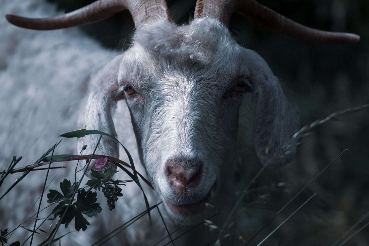 Animal Bouc Cornes - Photo gratuite sur Pixabay - Pixabay