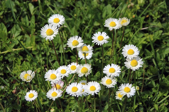 Daisies Wildflowers White Flowers - Free photo on Pixabay - Pixabay
